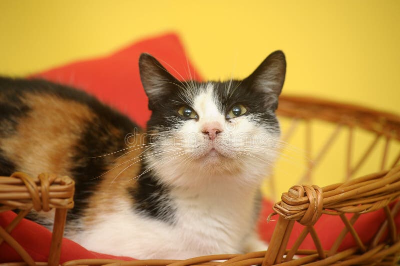 Female Cat, Cat with Three Colors Stock Image - Image of observant ...