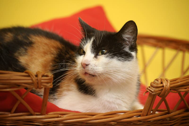 Female Cat, Cat with Three Colors Stock Image - Image of home, kitten ...