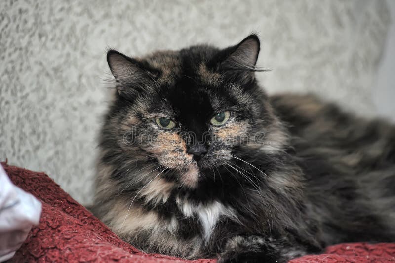 Female Cat, Cat with Three Colors Stock Photo - Image of nose, cute ...