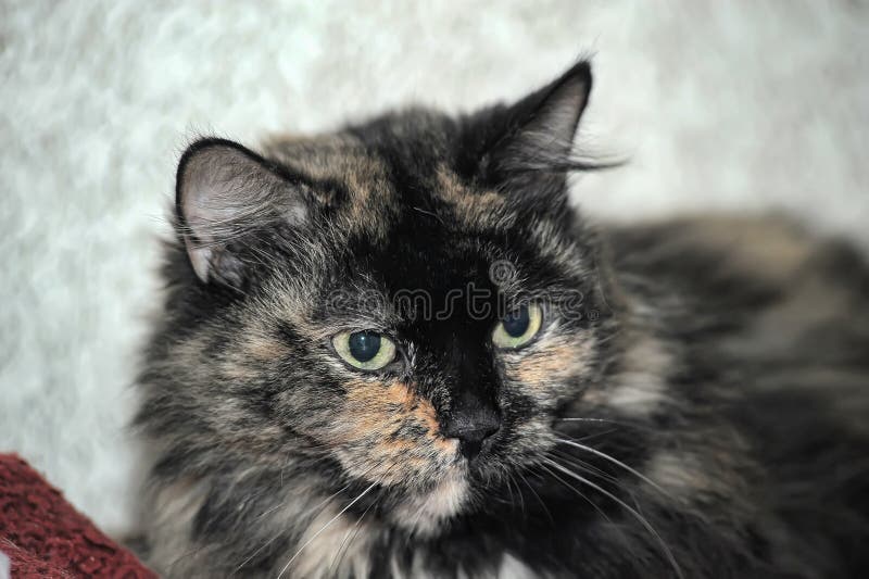 Female Cat, Cat with Three Colors Stock Photo - Image of look, mammal ...