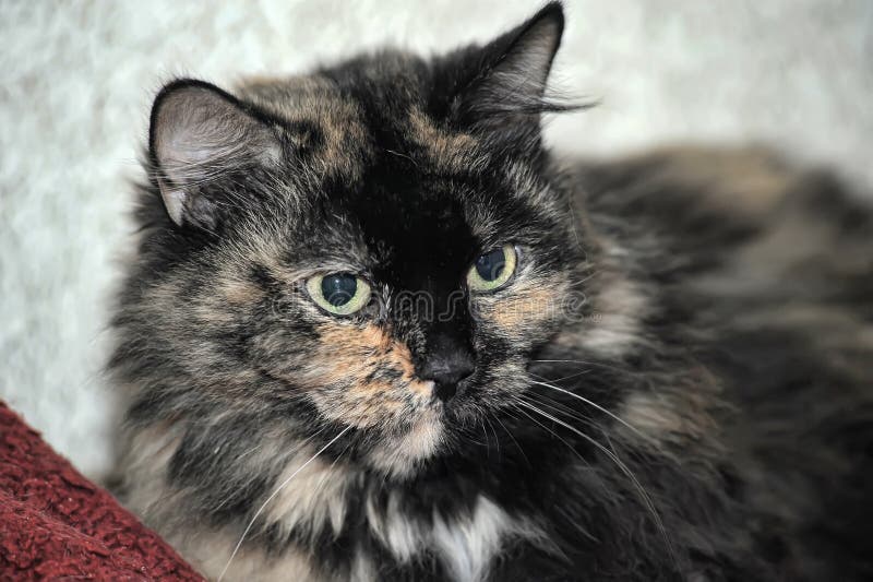 Female Cat, Cat with Three Colors Stock Photo - Image of beautiful ...