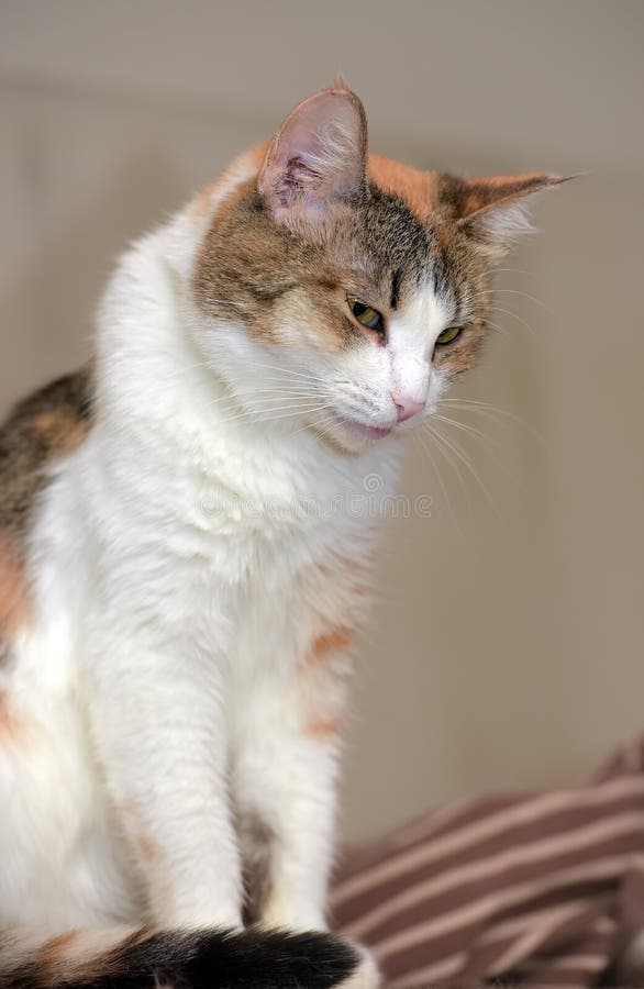 Female Cat, with Three Colours Stock Image - Image of adoption, look ...