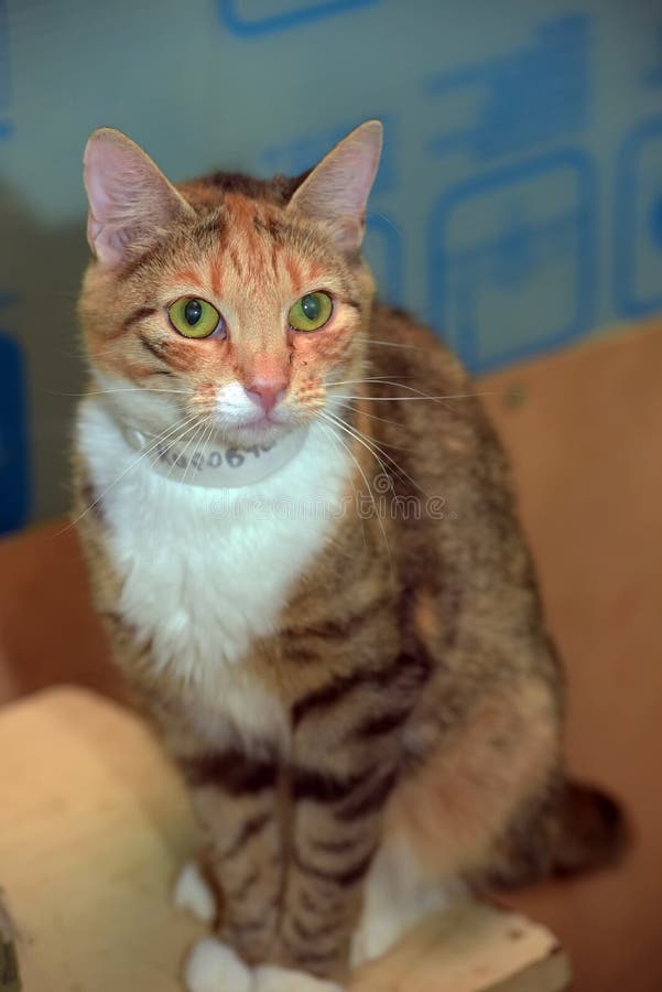 Female Cat, with Three Colours Stock Image - Image of nose, color ...