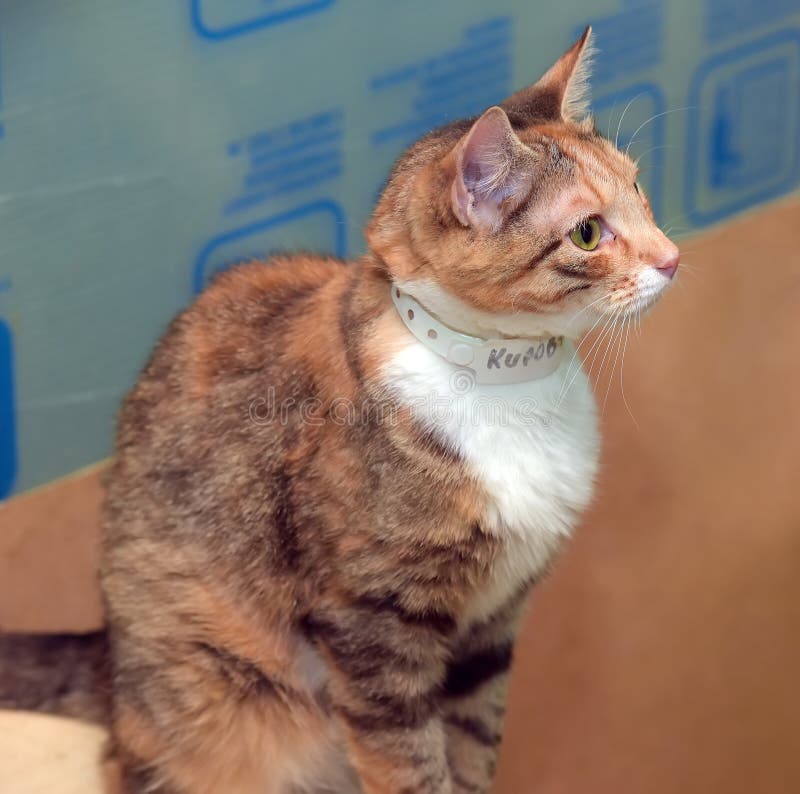 Female Cat, with Three Colours Stock Photo - Image of green, domestic ...