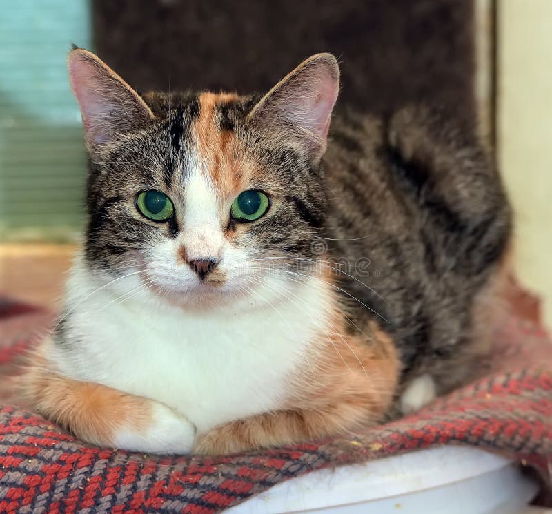 299 Domestic Cat Three Colours Stock Photos - Free & Royalty-Free Stock ...