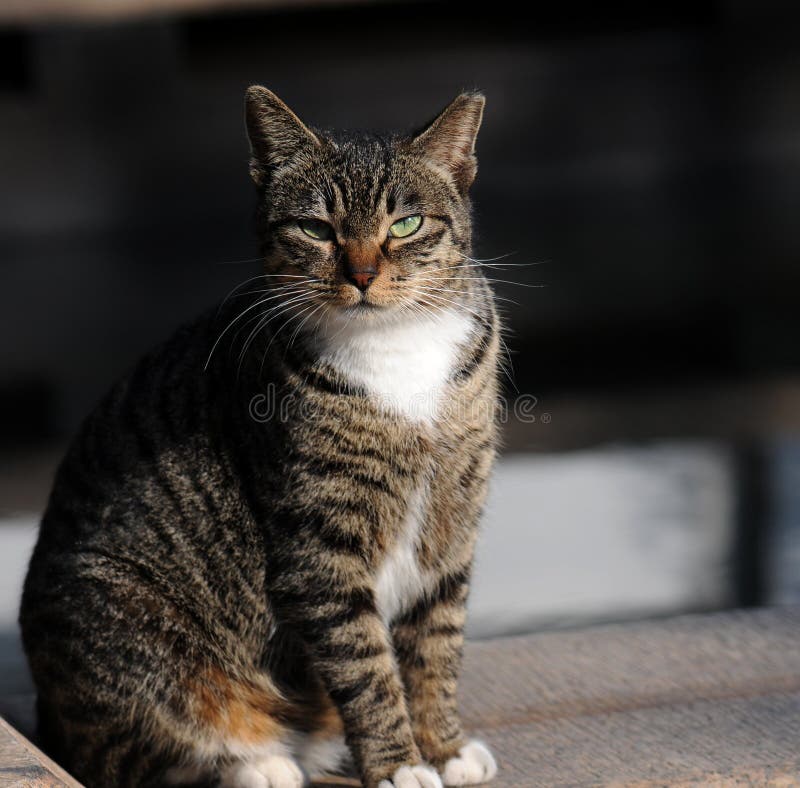 A female cat stock image. Image of female, clear, environment - 48022361