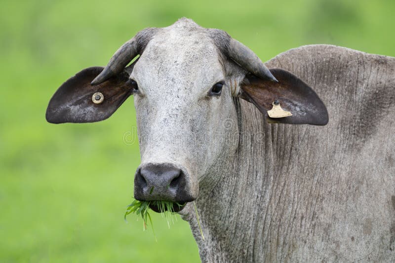 Female Cebu Cattle Chewing on Grass Stock Photo - Image of farming ...