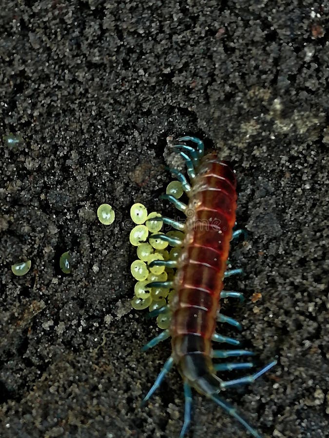 Female centipede with eggs stock image. Image of ground - 251590397