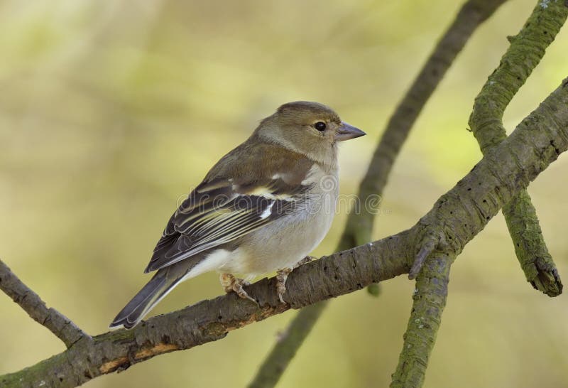 Female Chaffinch stock image. Image of woodland, gloucestershire - 29012997