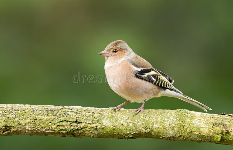 Female Chaffinch bird stock photo. Image of bird, finch - 27169212