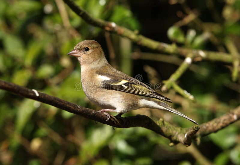 Female Chaffinch stock photo. Image of bird, gilla, tail - 57736460