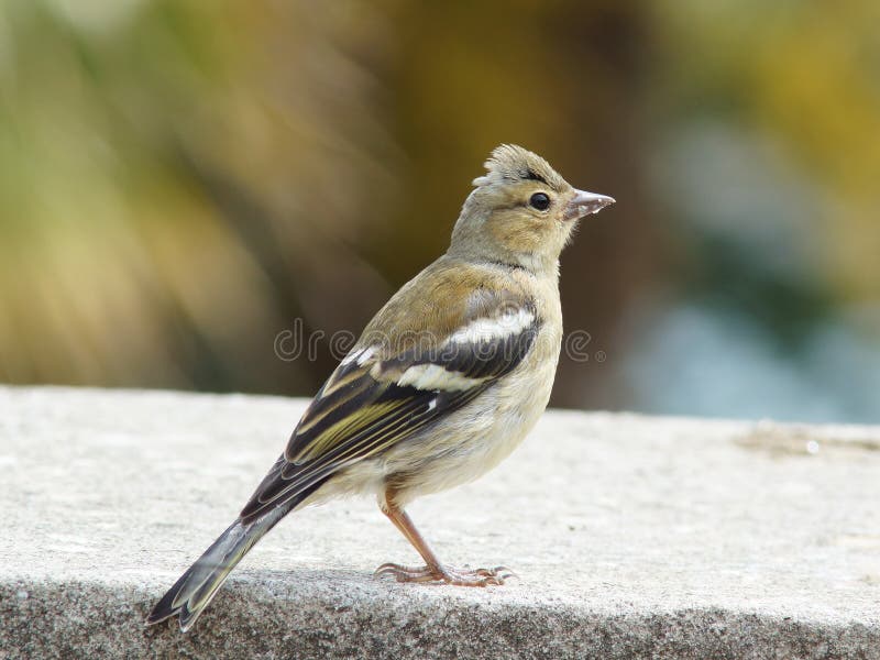 Female Chaffinch Bird Perched on Branch Stock Photo - Image of white ...