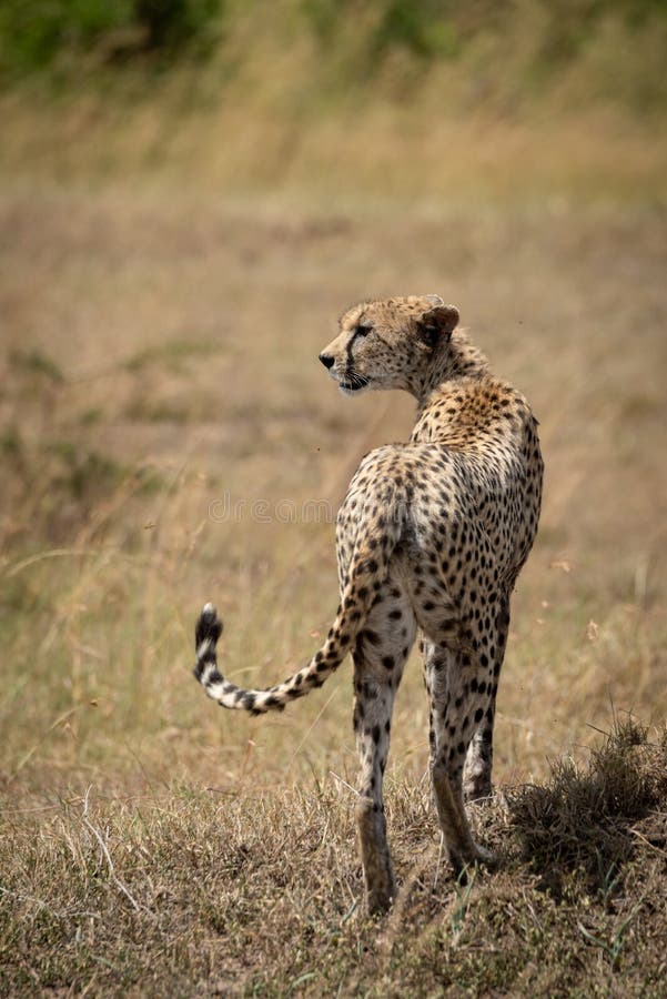 Female Cheetah from Behind on Grassy Plain Stock Image - Image of ...
