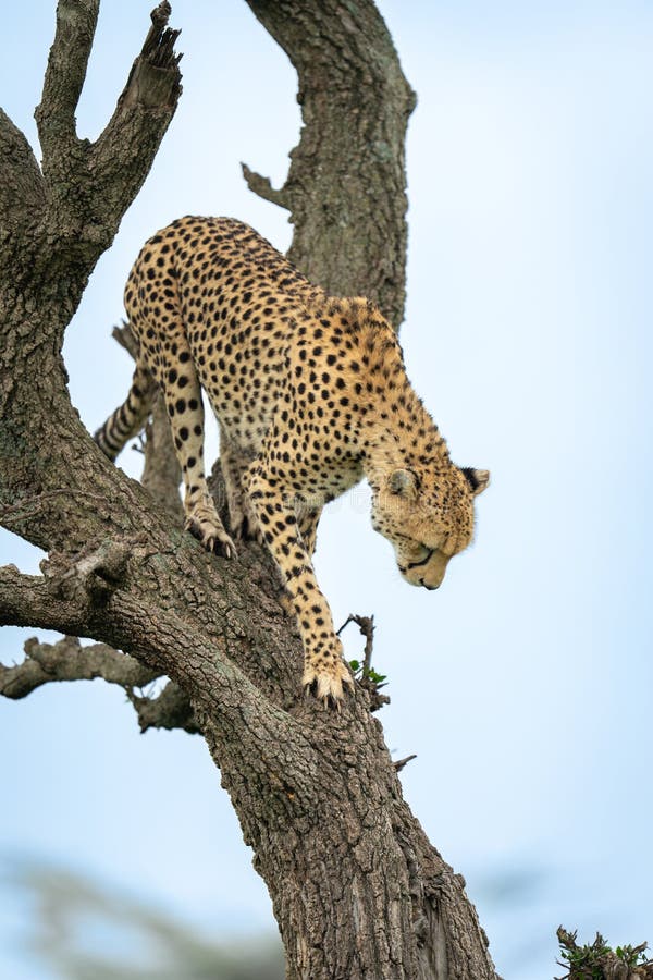 Female Cheetah Climbs Down Tree Showing Claws Stock Photo - Image of ...