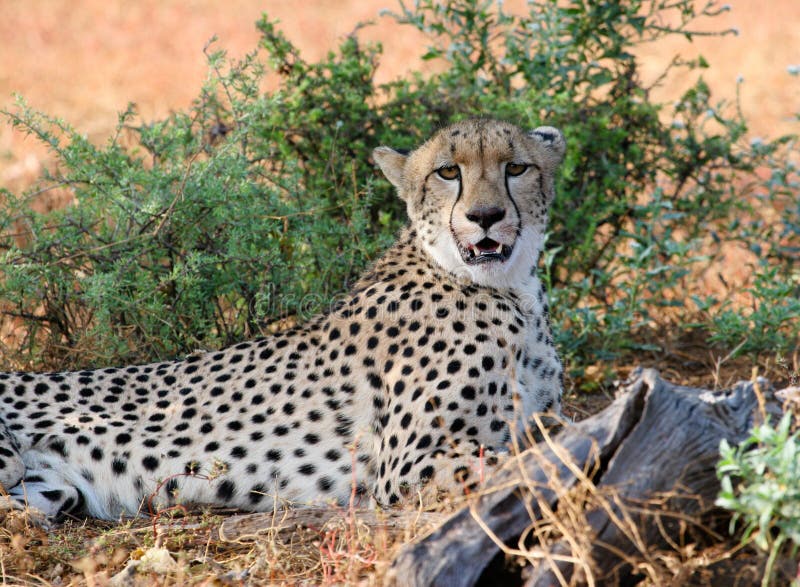Female Cheetah stock photo. Image of animal, wildlife - 27649808