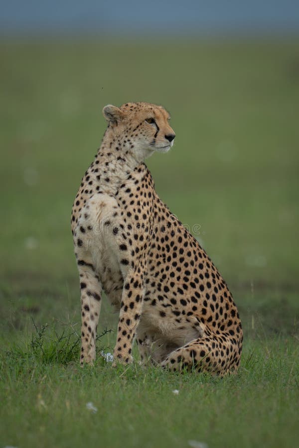 Female Cheetah Sat in Grassland Turning Head Stock Photo - Image of ...