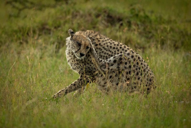 Female Cheetah Scratches Herself Behind the Ear Stock Photo - Image of ...