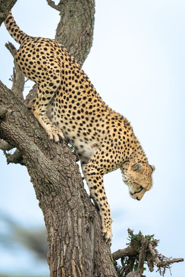 Female Cheetah Shows Claws Climbing Down Tree Stock Image - Image of ...