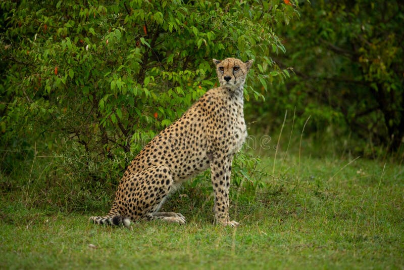 Female Cheetah Sits by Bush Looking Round Stock Image - Image of africa ...