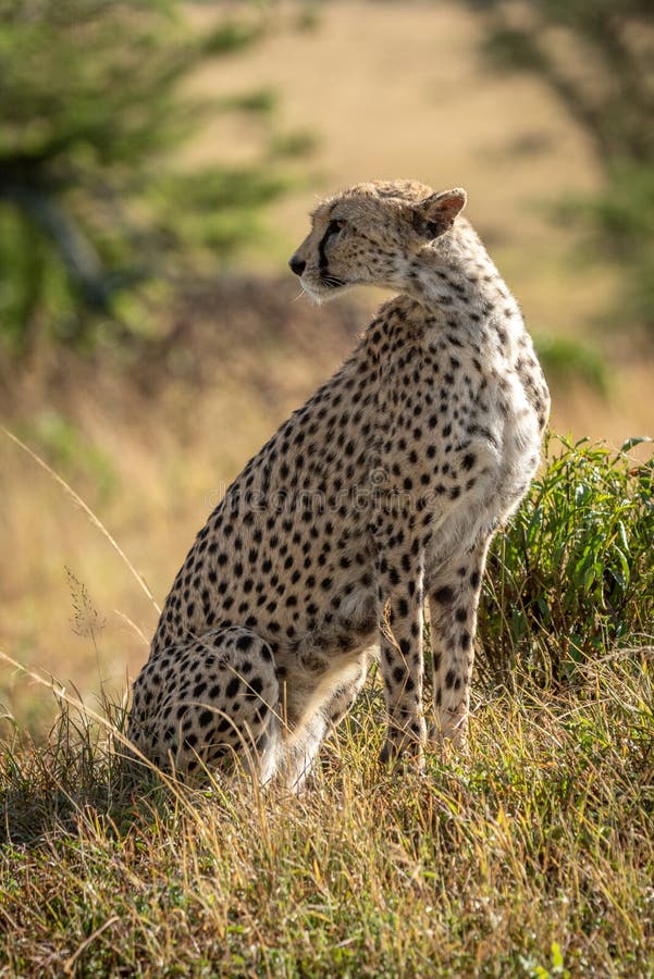 Female Cheetah Sits in Grass Looking Back Stock Image - Image of animal ...