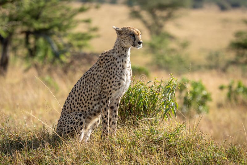 Female Cheetah Sits in Grass Staring Right Stock Photo - Image of ...