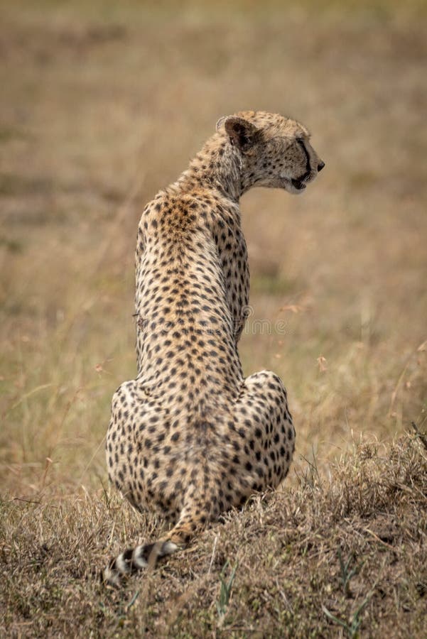 Female Cheetah Sits on Grass Turning Head Stock Photo - Image of ...