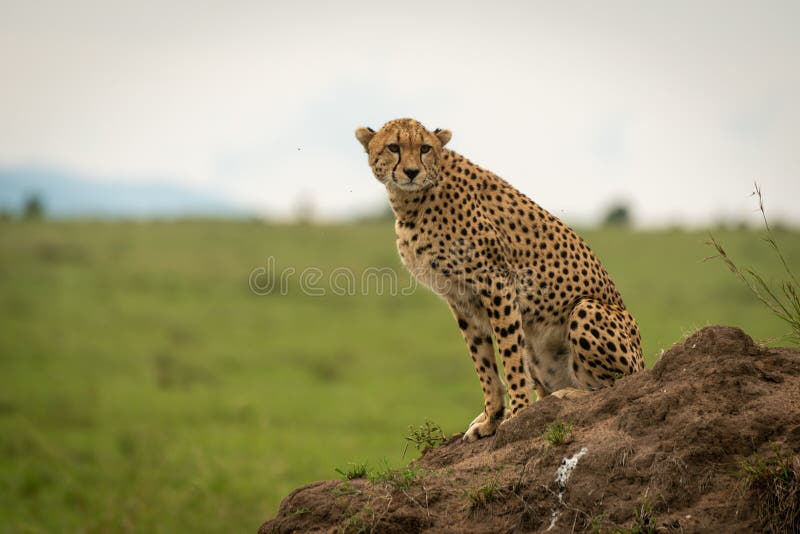 Female Cheetah Sits on Mound Looking Round Stock Photo - Image of ...