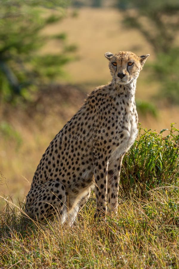 Female Cheetah Sits Near Trees in Grass Stock Image - Image of klein ...