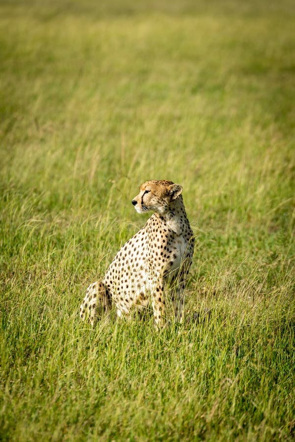 Female Cheetah Sits Turning Head in Savannah Stock Image - Image of ...
