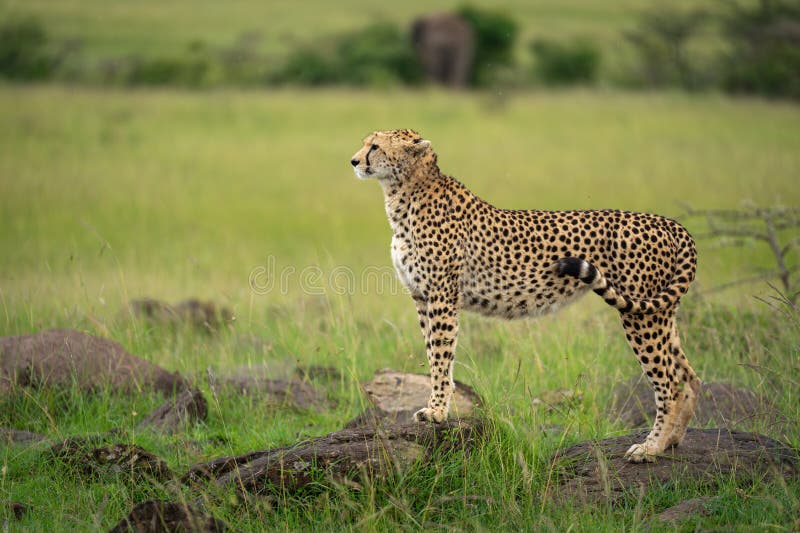 Female Cheetah Standing in Profile on Rocks Stock Image - Image of ...