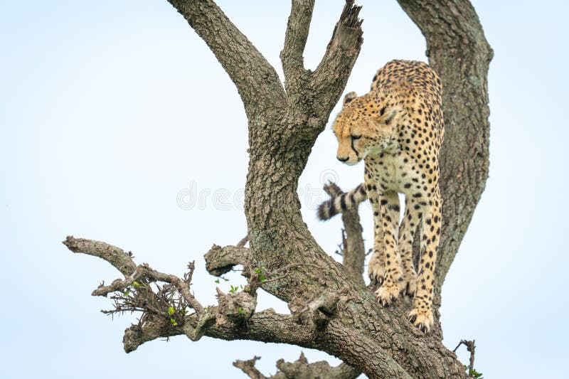 Female Cheetah Standing Staring Down from Tree Stock Image - Image of ...