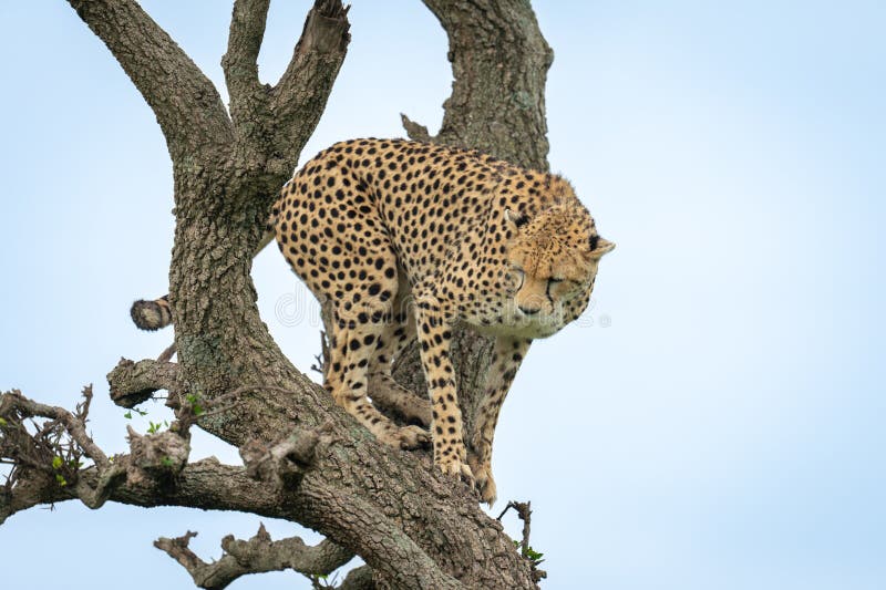 Female Cheetah Standing in Tree Looking Down Stock Image - Image of ...