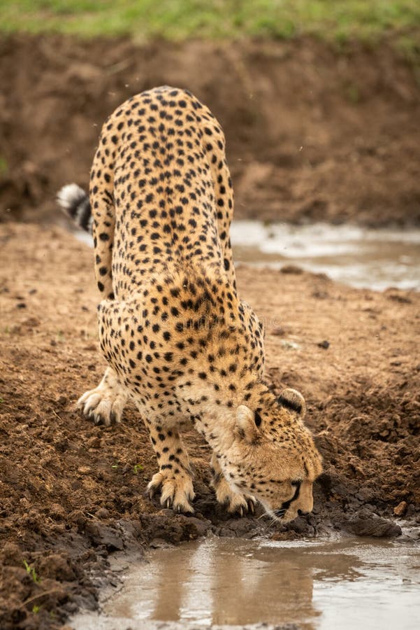 Cheetah in Water, South Africa Stock Photo - Image of walking, africa ...