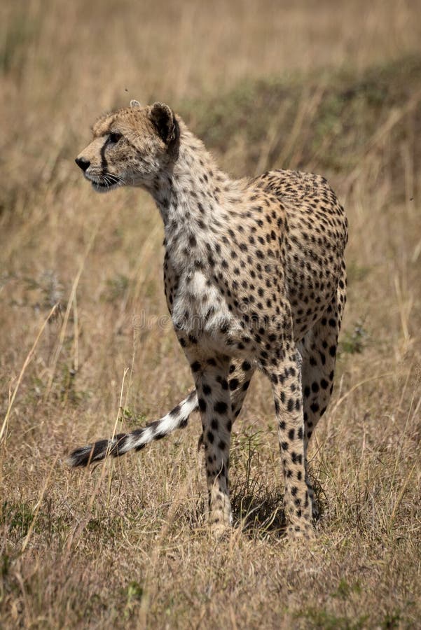 Female Cheetah Stands in Grass Looking Left Stock Photo - Image of ...
