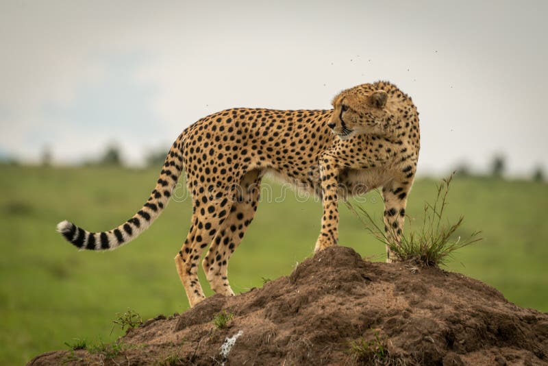 Female Cheetah Stands on Mound Looking Back Stock Photo - Image of mara ...