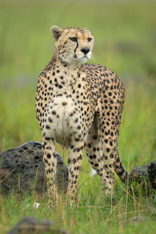 Female Cheetah Stands beside Rocks Turning Head Stock Photo - Image of ...