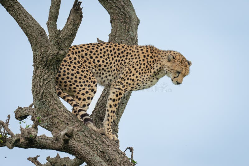 Female Cheetah Stands in Tree Staring Down Stock Photo - Image of ...