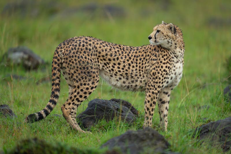 Female Cheetah Stands Turning To Look Back Stock Image - Image of north ...