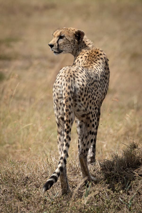 Female Cheetah Turns Head on Grassy Plain Stock Photo - Image of ...