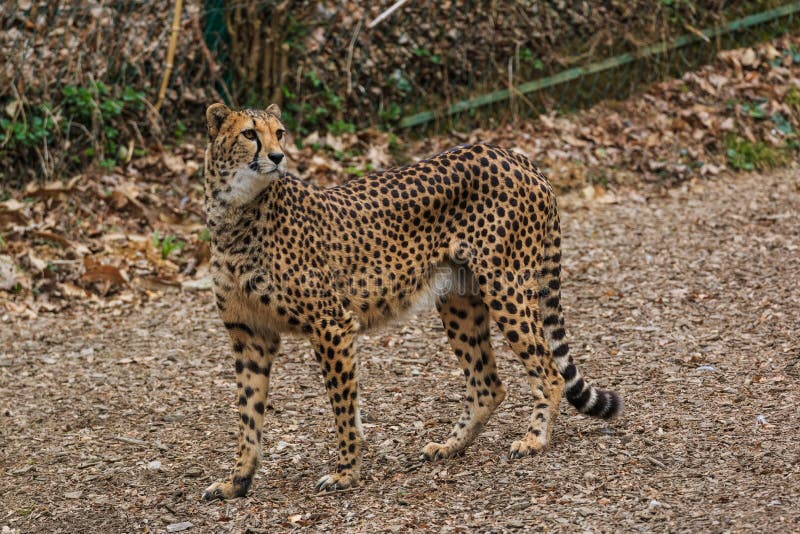 Female cheetah walking stock photo. Image of resting - 88845260