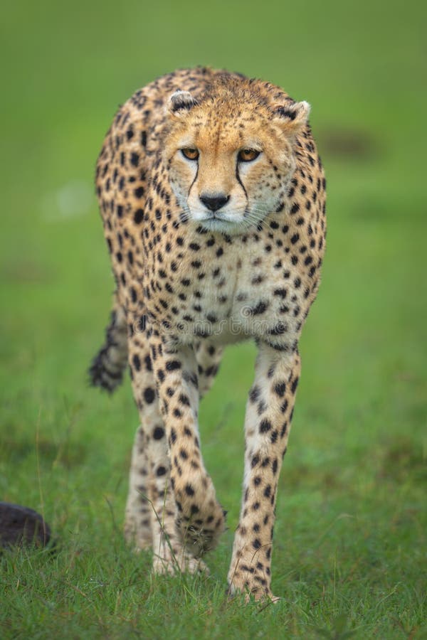 Female Cheetah Walks Over Grass Towards Camera Stock Image - Image of ...