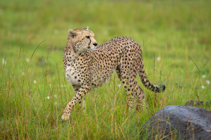 Female Cheetah Walks Past Rock Turning Head Stock Image - Image of ...