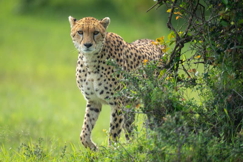 Female Cheetah Walks Round Bush Watching Camera Stock Photo - Image of ...