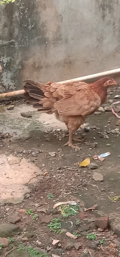 A Female Chicken that is Ready To Lay Eggs Stock Image - Image of ready ...