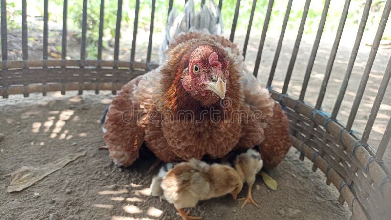 A Female Chicken with Their Chicks Enjoying Togetherness Stock Image ...