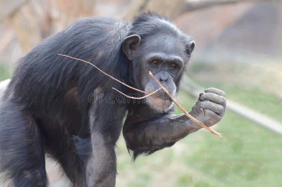 Female chimp and her stick stock photo. Image of bites - 23830694