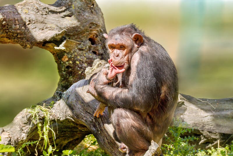 A Female Chimpanzee with a Baby on Mangrove Trees. Republic of the ...