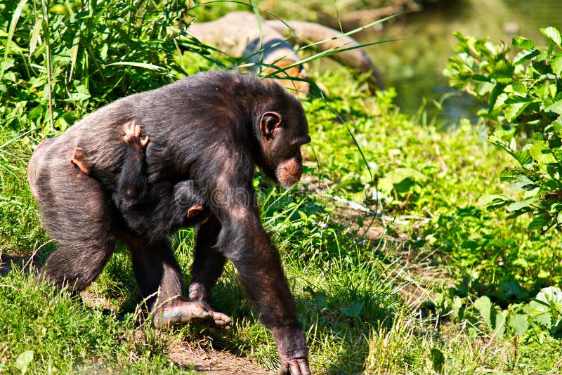 Monkey Showing Bottom and Picking Grass Stock Image - Image of large ...