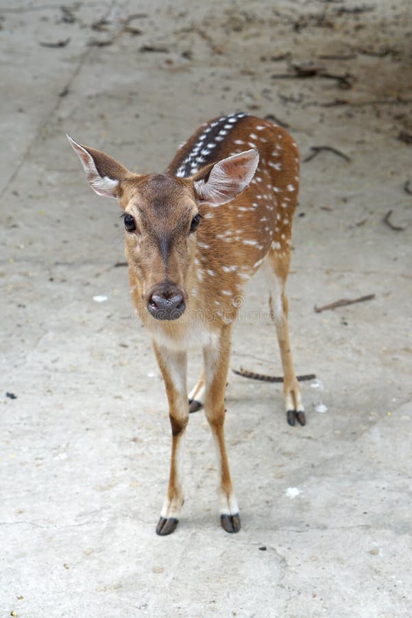 Female Chital or Cheetal Deer Axis Axis,in Sunlight Stock Image - Image ...