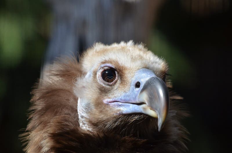 Female cinereous vulture stock photo. Image of cinereous - 19167898